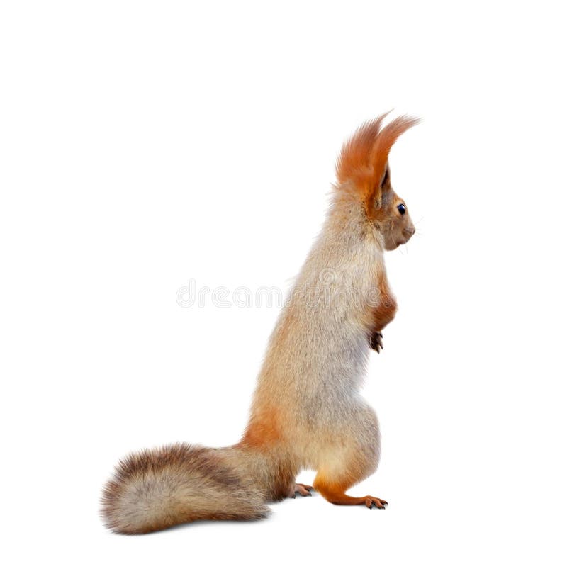 Cute Squirrel with Fluffy Tail on White Background Stock Image - Image ...