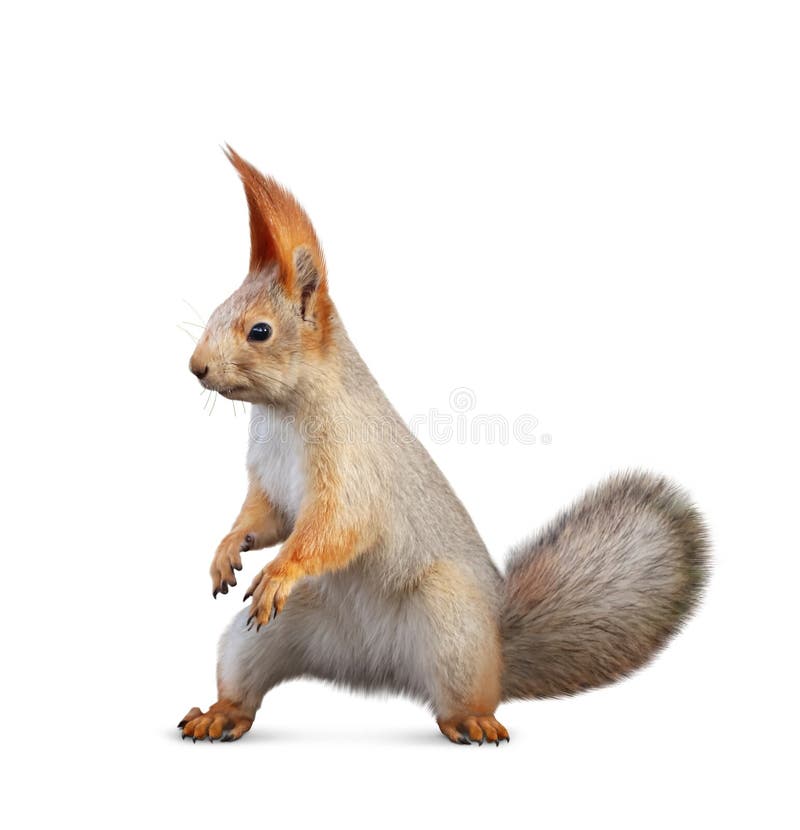 Cute Squirrel with Fluffy Tail on White Background Stock Photo - Image ...