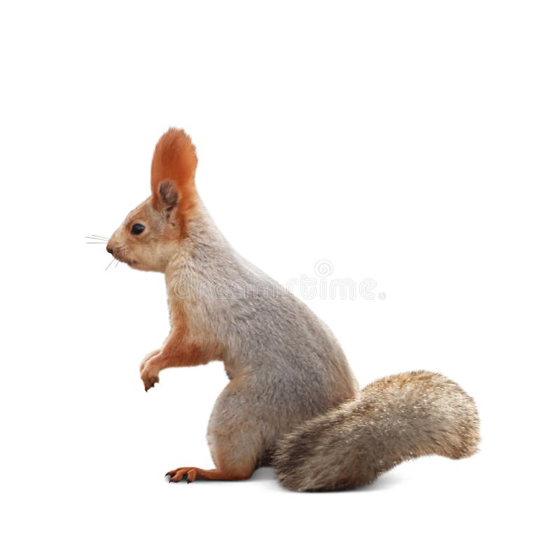 Cute Squirrel with Fluffy Tail on White Background Stock Photo - Image ...