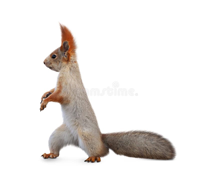 Cute Squirrel with Fluffy Tail on White Background Stock Image - Image ...