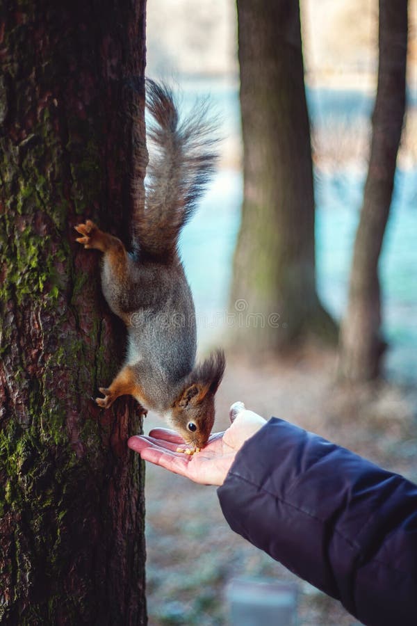 Squirrel eating with hands stock image. Image of autumn - 101582309