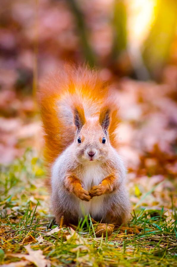 Cute Squirrel stock photo. Image of mammal, eating, orange - 39225102