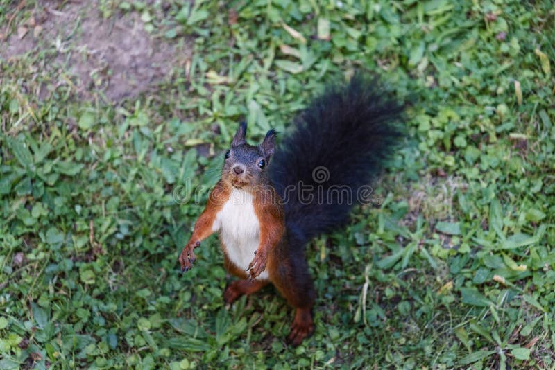 Cute Squirrel in a Grassy Field Stock Image - Image of environment ...