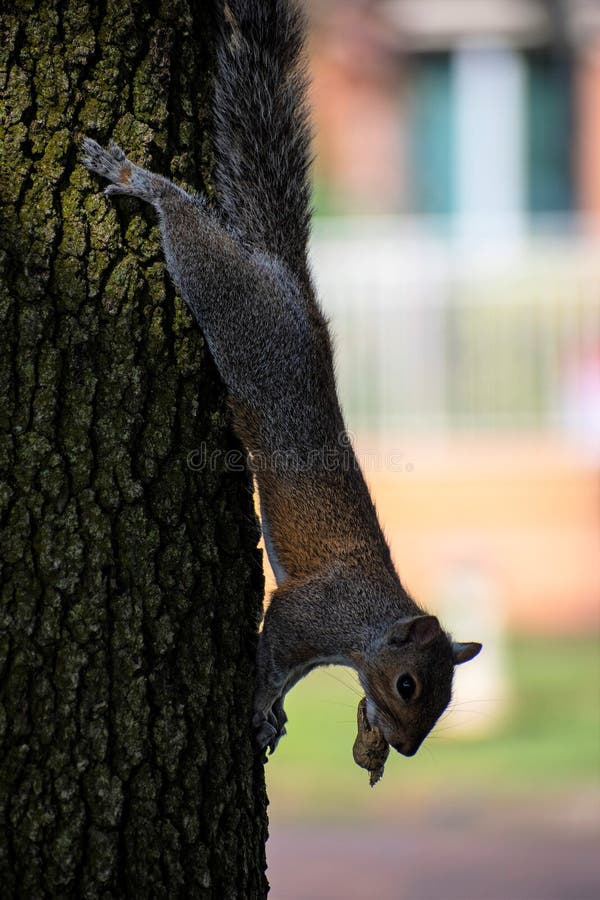Red Squirrel Hanging on Tree Stock Image - Image of animals, tail: 14000435