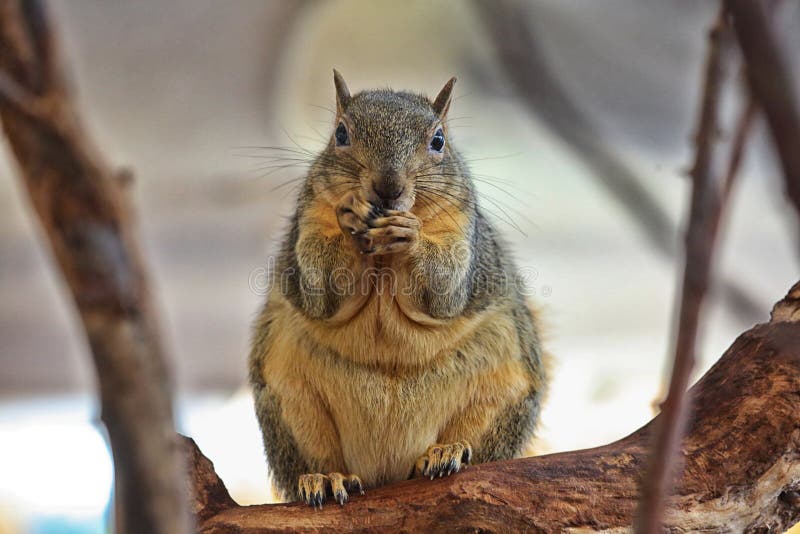 Cute Squirrel stock photo. Image of digging, brown, trees - 81135122