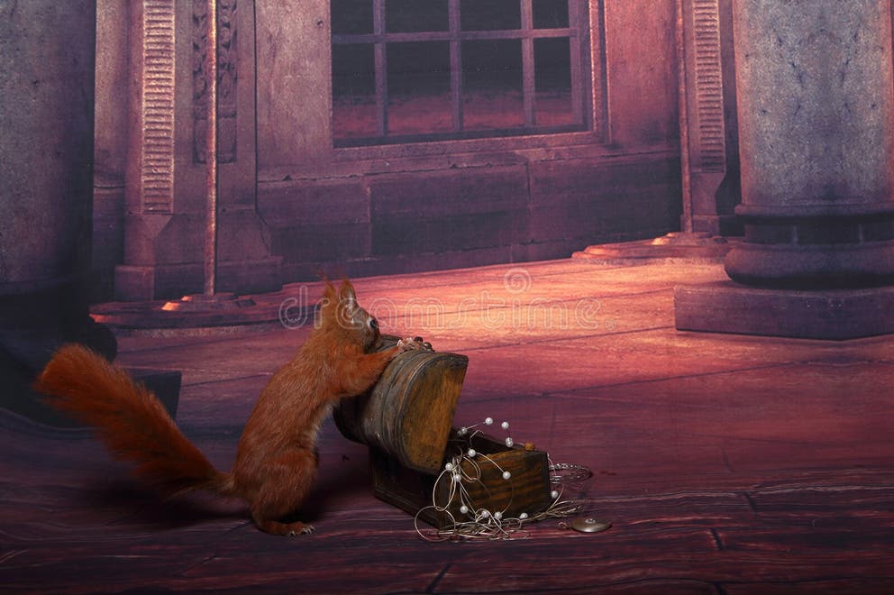 Cute Squirrel stock image. Image of shooting, books, silver - 85652159