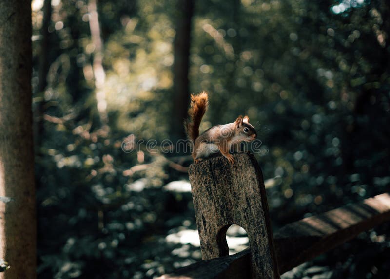 Cute Squirrel on a Log in a Forest Stock Image - Image of rodent ...