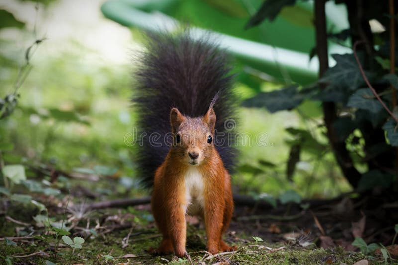 Squirrel Looking into the Camera Stock Image - Image of animal ...