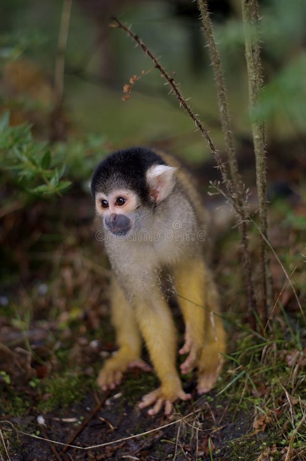 396 Monkey Big Ears Stock Photos - Free & Royalty-Free Stock Photos ...