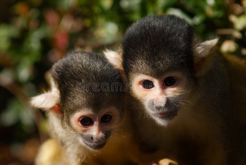 Cute squirrel monkey stock image. Image of rare, african - 4965265