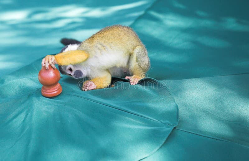 Cute squirrel monkey stock photo. Image of protected - 11683092