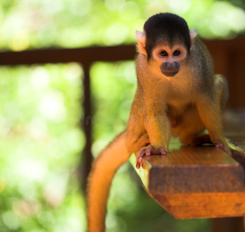 Cute squirrel monkey stock image. Image of clever, primate - 11683103