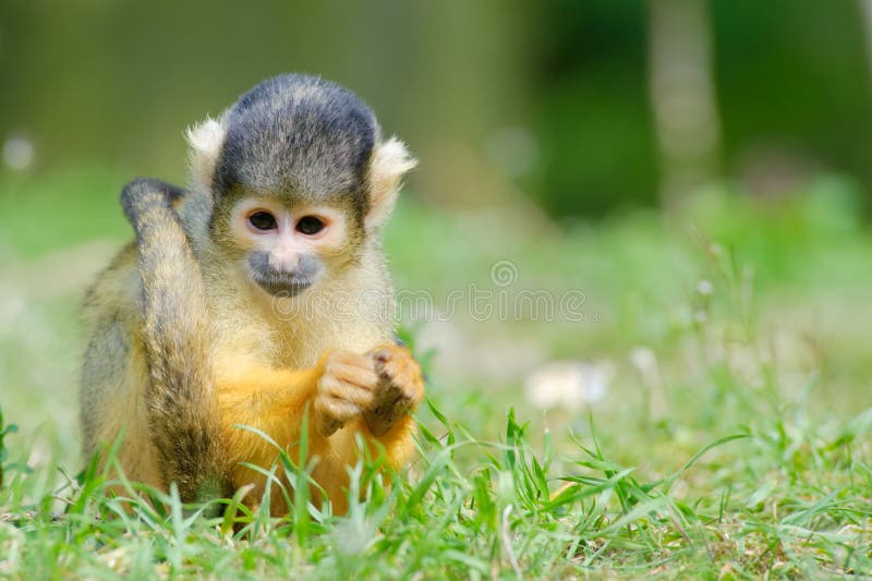 Cute squirrel monkey stock image. Image of rare, african - 4965265