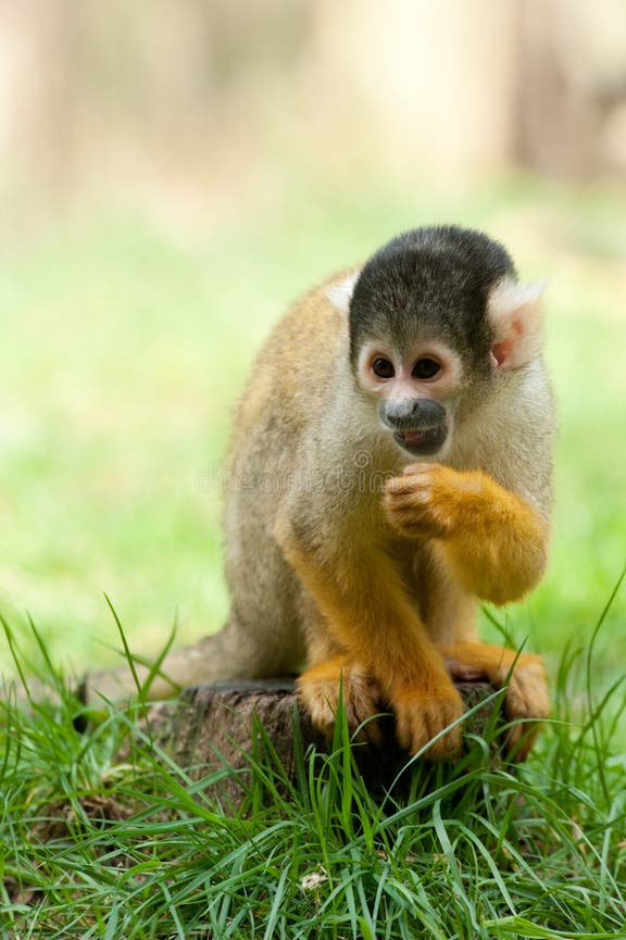 Cute squirrel monkey stock image. Image of hairy, baby - 16720751