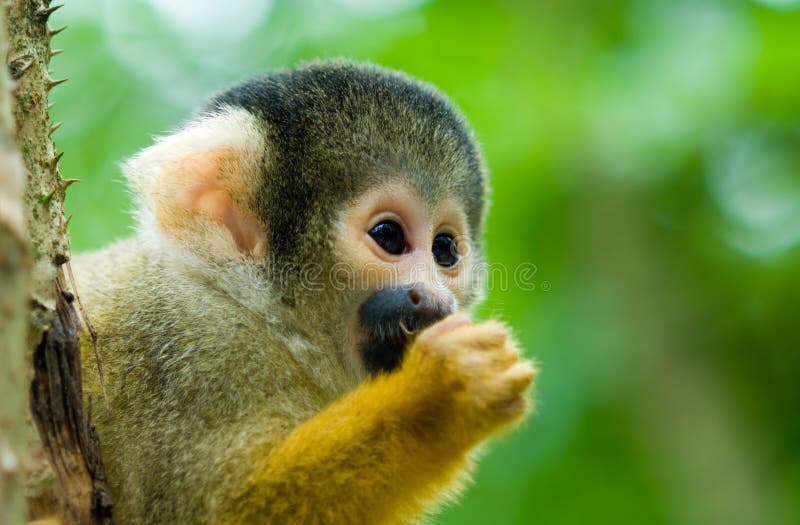 Cute squirrel monkey stock image. Image of face, lovely - 16720837