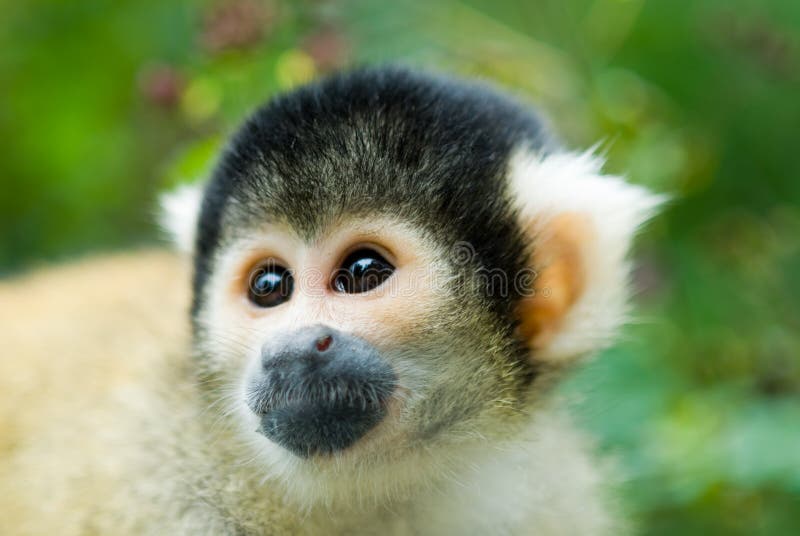Cute squirrel monkey stock photo. Image of saimiri, cute - 3304064
