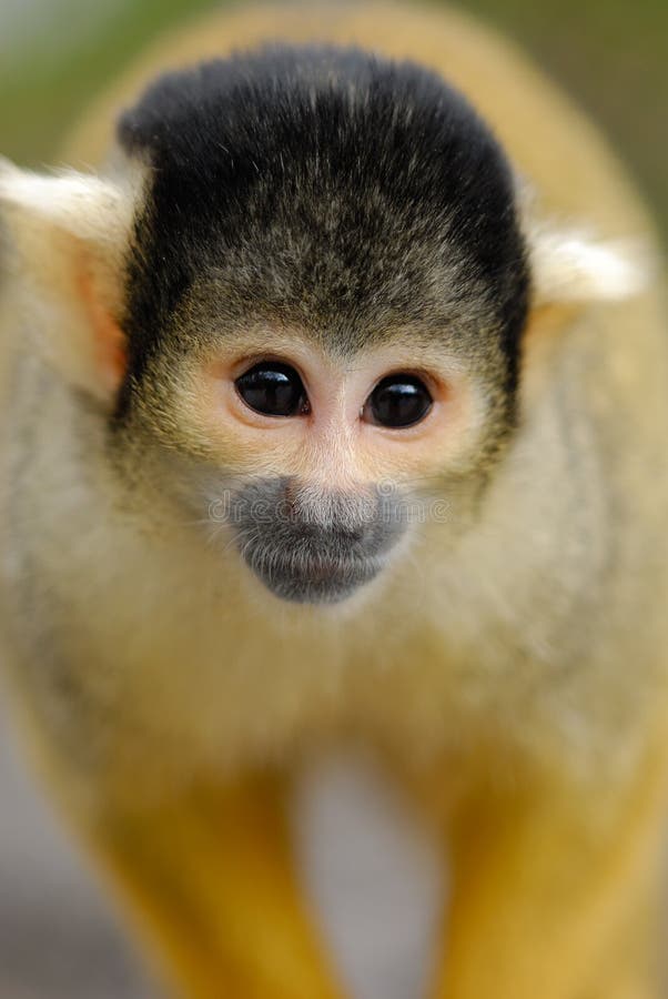 Cute squirrel monkey stock image. Image of america, beast - 4965209
