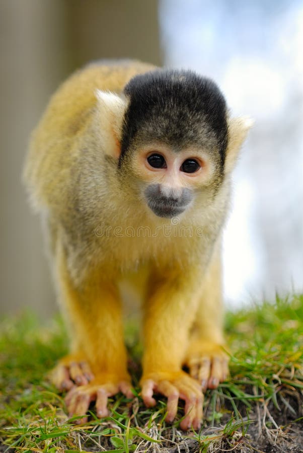 Cute squirrel monkey stock image. Image of rare, african - 4965265