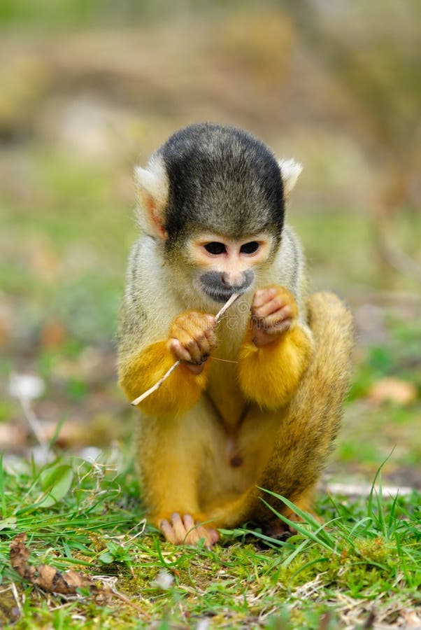 Cute squirrel monkey stock image. Image of rare, african - 4965265