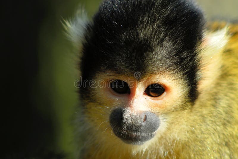 Cute squirrel monkey stock image. Image of color, cute - 8860133