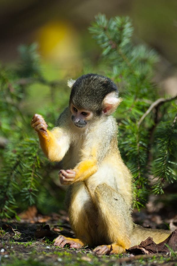 Cute squirrel monkey stock image. Image of rare, african - 4965265