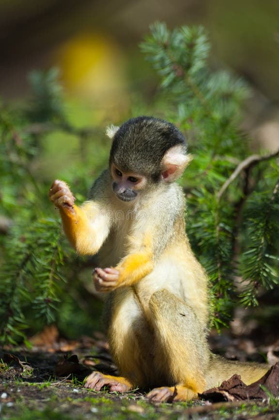 Cute squirrel monkey stock photo. Image of adorable, america - 8860384