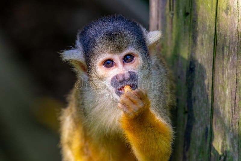 Cute Squirrel Monkey stock image. Image of food, baby - 204815381