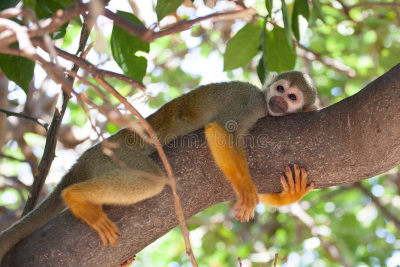 Cute Squirrel Monkey Hugging a Tree Branch Stock Image - Image of ...