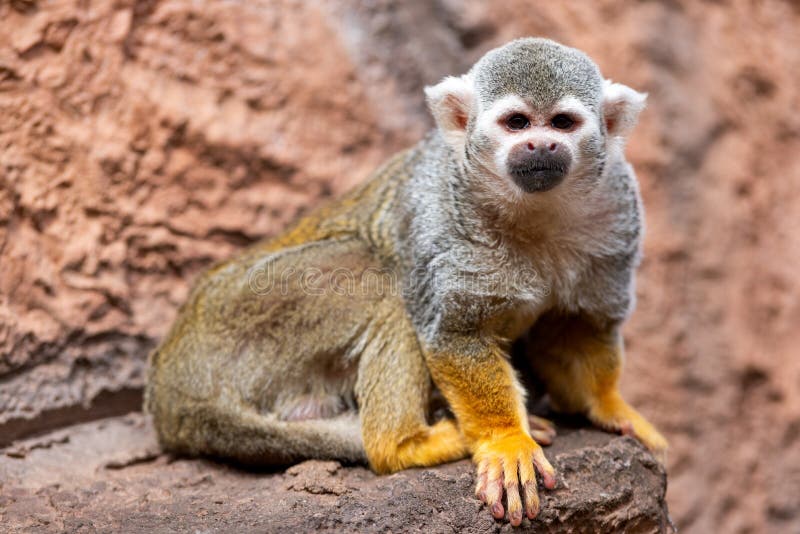 Cute Squirrel Monkey. Saimiri Sciureus. Stock Photo - Image of forest ...
