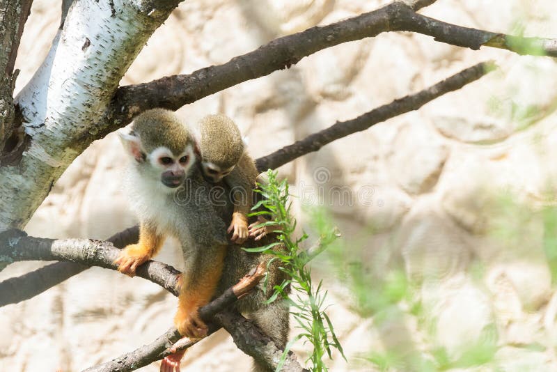 Cute Squirrel Monkey Saimiri in Zoo Stock Photo - Image of mammals ...