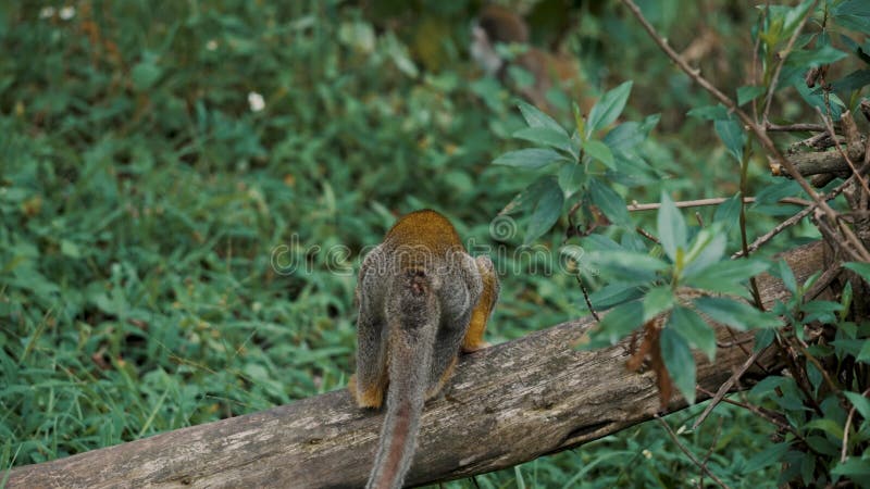 Cute Squirrel Monkey on a Tree and Looking Around in Costa Rica Stock ...