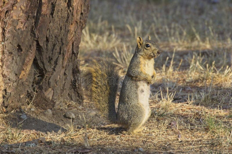 Cute Squirrel in the Morning Light Stock Photo - Image of beauty ...