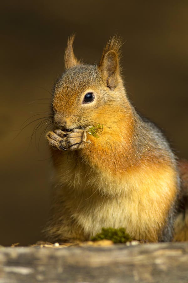 Cute Squirrel. Natural Background. Stock Photo - Image of cute, park ...
