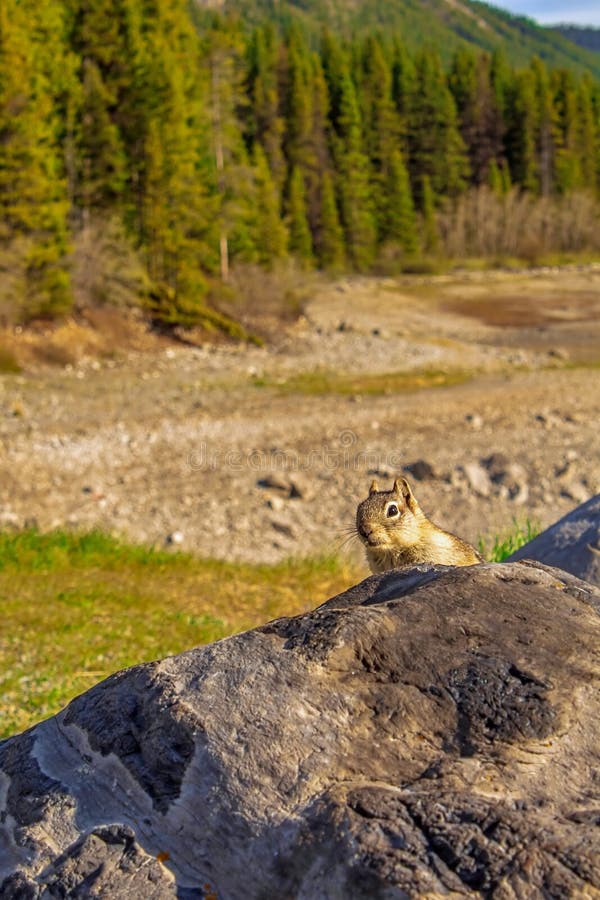Cute Squirrel Peeking Behind a Rock Stock Photo - Image of wildlife ...