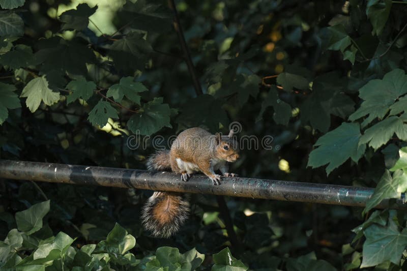 Squirrel Perched Pvc Pipe Stock Photos - Free & Royalty-Free Stock ...
