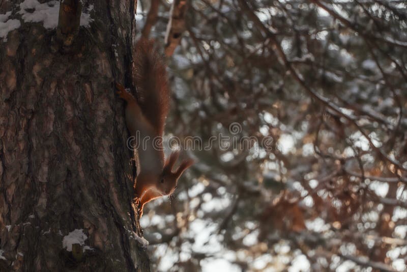 Cute Squirrel on Pine Tree in Winter Forest Stock Image - Image of ...