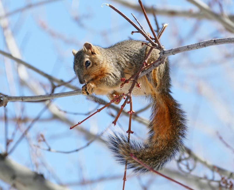 Cute Squirrel Pretty Tail Eating Branch Springtime Stock Photos - Free ...