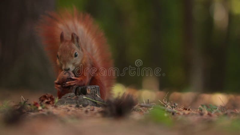 Cute Red Squirrel Eating Nuts in the Park. Stock Video - Video of ...