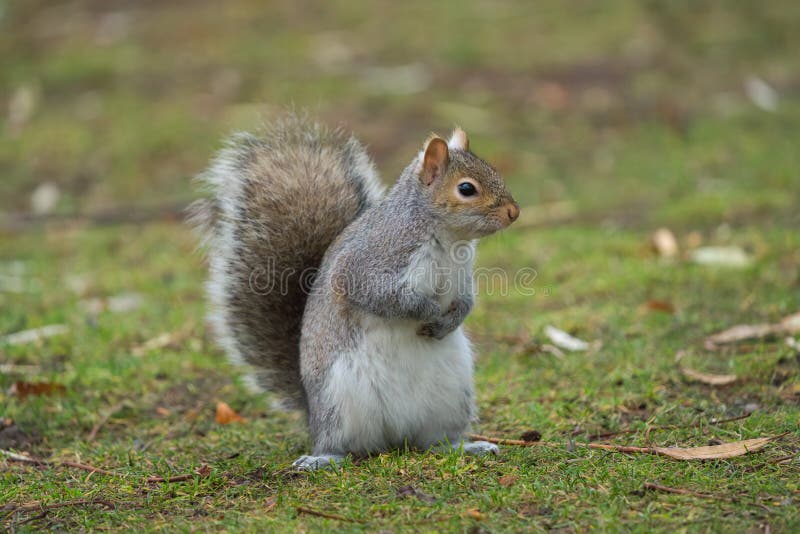 A cute Squirrel resting stock image. Image of animal - 264366849