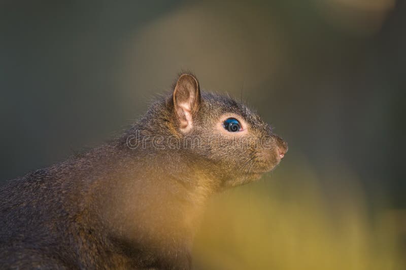 A cute Squirrel resting stock photo. Image of grey, leaves - 269728008
