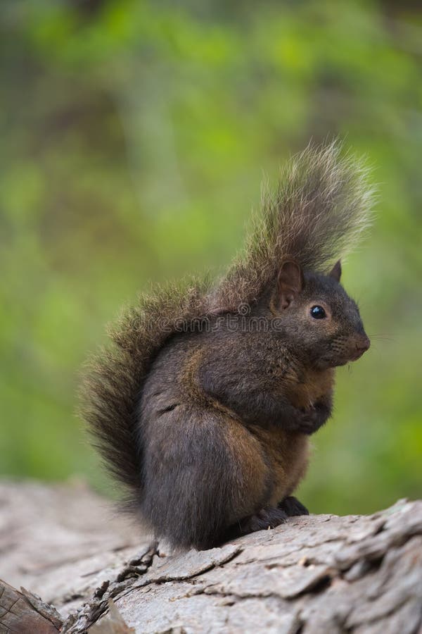 A cute Squirrel resting stock photo. Image of grey, eating - 273398798