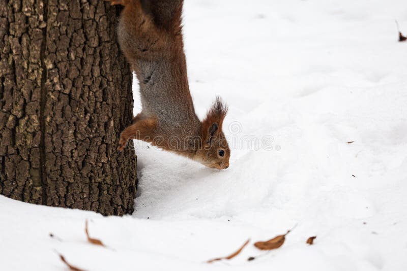 Cute Squirrel Running Around the Trunk of a Tree in the Park, the ...