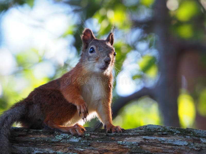 Squirrel on a Pine Tree Branch Stock Image - Image of squirrel, animal ...