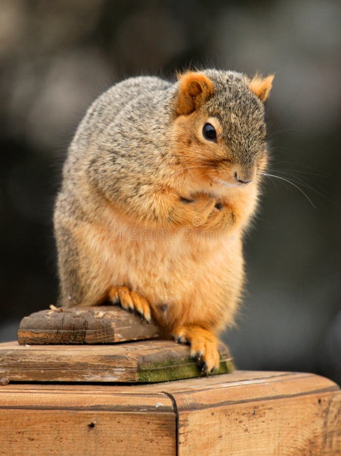 Cute Squirrel Sitting stock image. Image of outdoors, lazy - 1947249