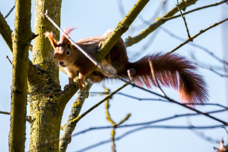 Cute Squirrel Sitting on the Tree, Light Blue Sky in Background Stock ...