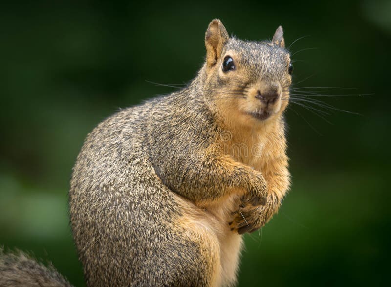 Smiling Squirrel Stock Images - Download 441 Royalty Free Photos