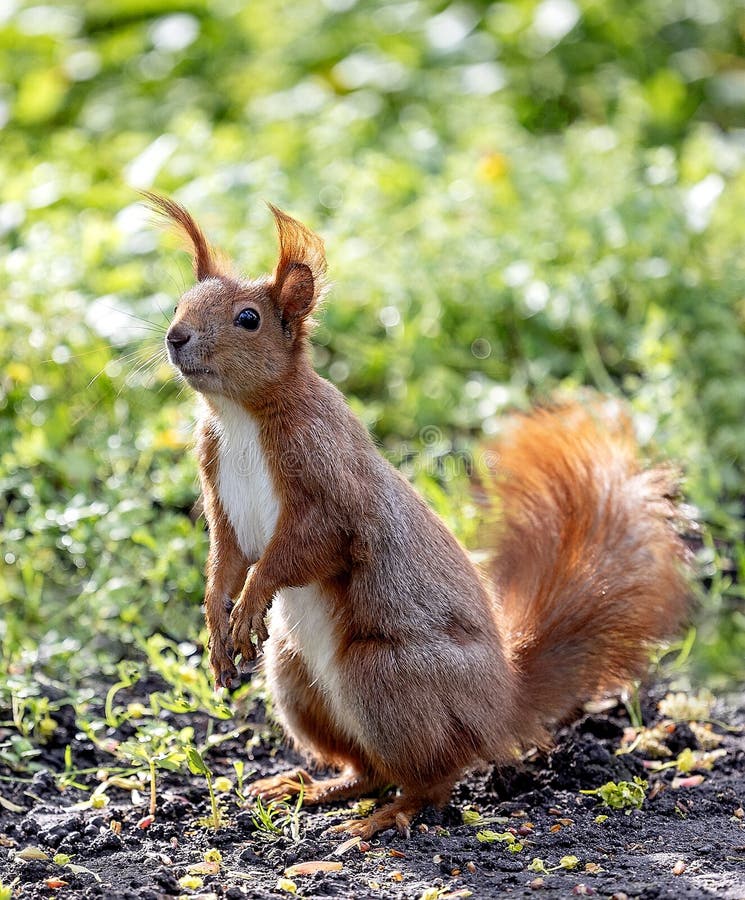 Cute Squirrel on Spring Background, Look at Camera Stock Photo - Image ...