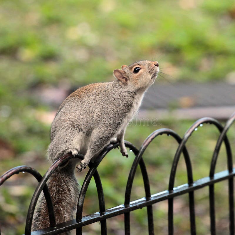 Cute Squirrel Standing on the Fence Stock Image - Image of fall, fence ...