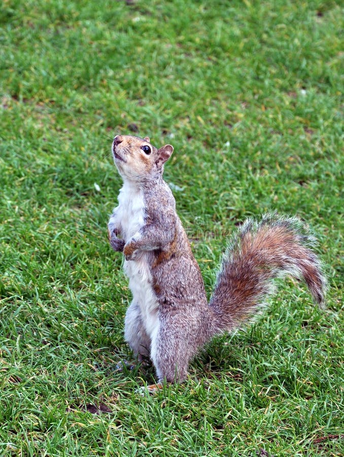 Cute Squirrel Standing in the Grass Stock Photo - Image of ...