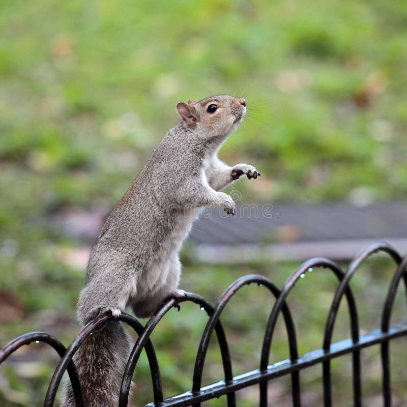 Cute Squirrel Standing on Its Hind Legs Stock Photo - Image of fall ...